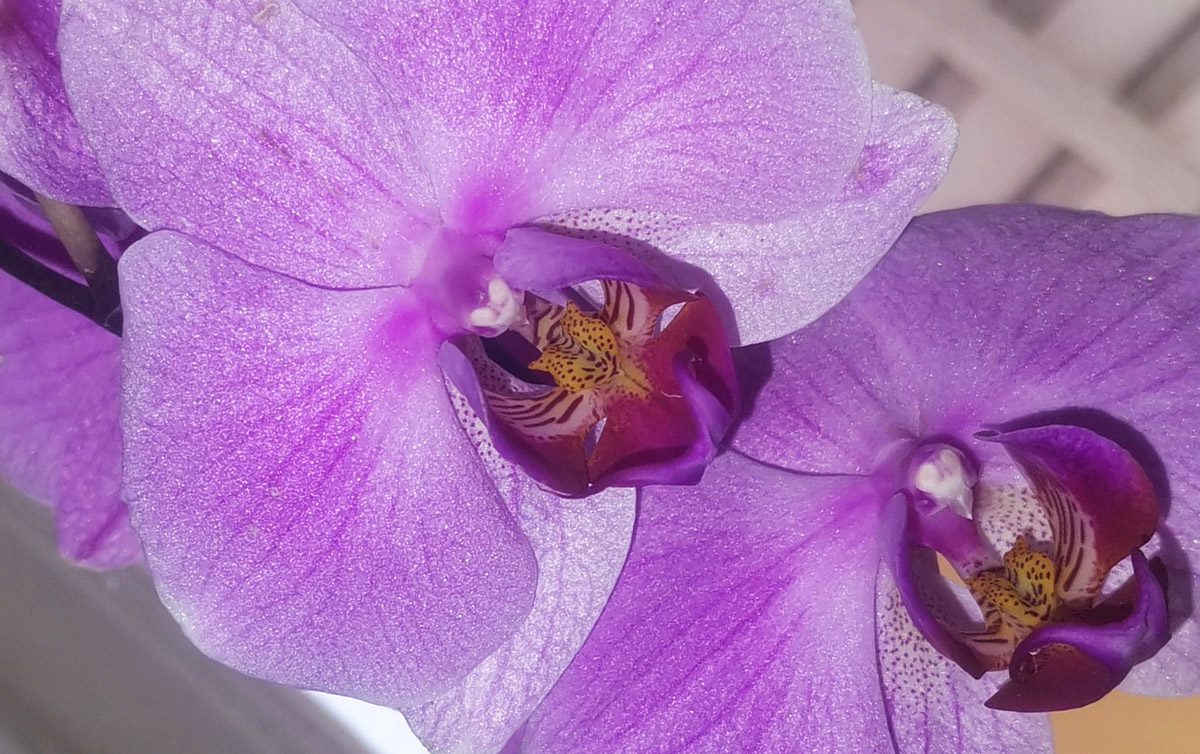 Orhideje kroz 7 simbola prirodnog divljenja i estetike | Novi stil